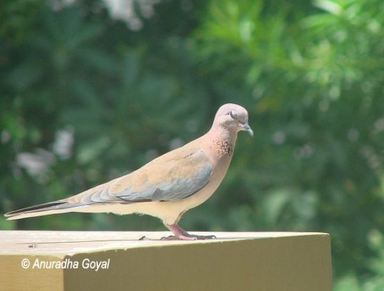 Birds In My Garden At Gurgaon - Beauty Of Nature - Inditales