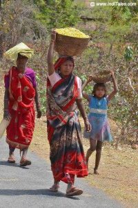 Economy Of Mahua Flower - Insight From Chhattisgarh - Inditales