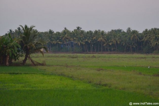 Utorda Beach, Goa - Must Visit South Goa Beaches - Inditales