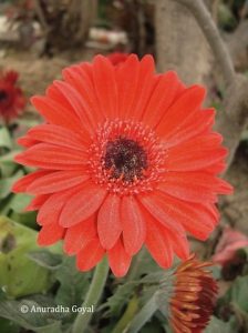 Flowers Of Delhi At Garden Of 5 Senses - A Photo Essay - Inditales