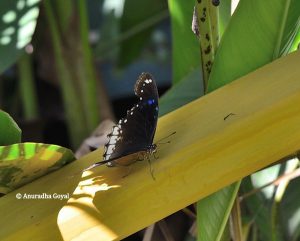 Butterfly Conservatory Of Goa At Ponda - Butterfly Park - Inditales