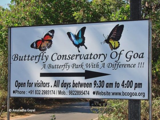 Butterfly Conservatory Of Goa At Ponda - Butterfly Park - Inditales