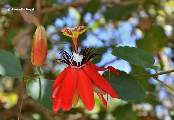 Butterfly Conservatory Of Goa At Ponda - Butterfly Park - Inditales