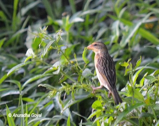 Walking With Birds In Maina, Curtorim, Goa - Inditales