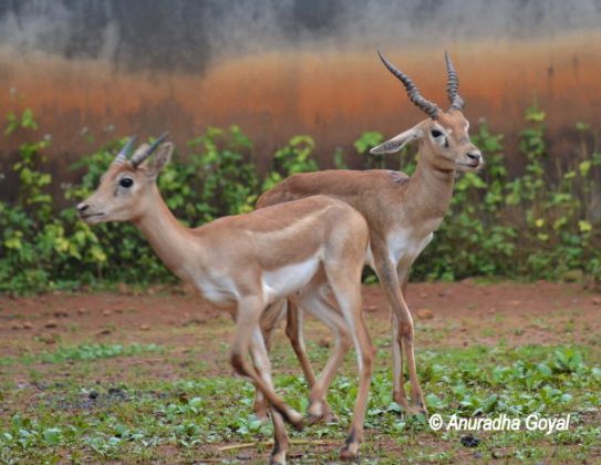 Bondla Wildlife Sanctuary And Zoo, Goa - Inditales