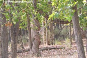 Bandhavgarh National Park Wildlife Beyond The Tigers - Inditales