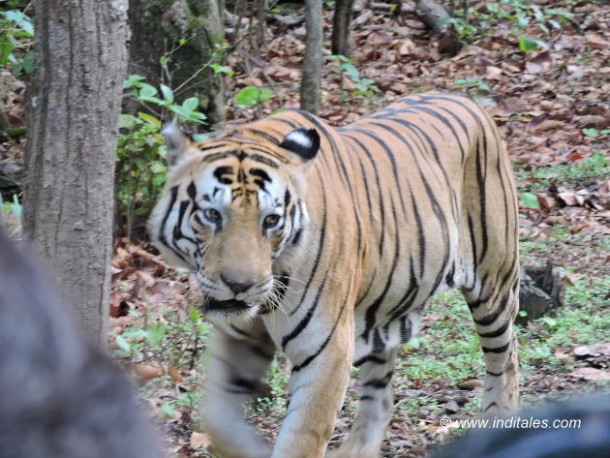 Meeting Munna - Rock Star Tiger At Kanha National Park - Inditales