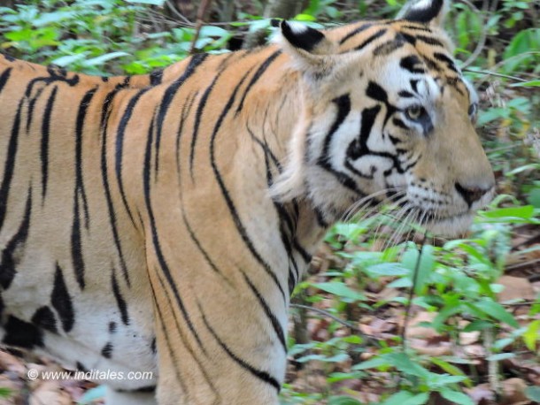 Meeting Munna - Rock Star Tiger At Kanha National Park - Inditales