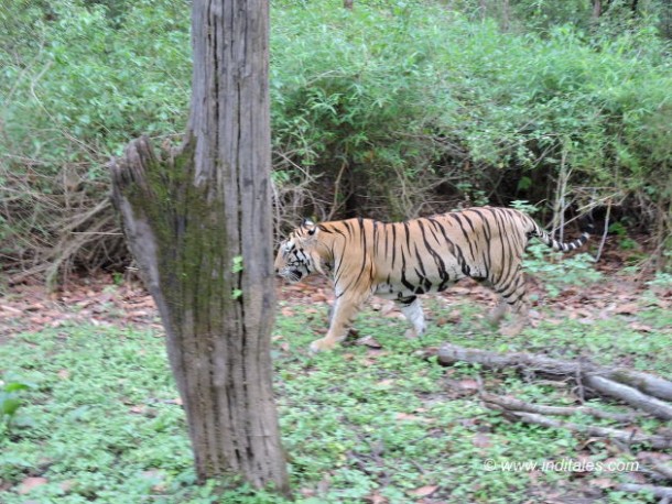 Meeting Munna - Rock Star Tiger At Kanha National Park - Inditales