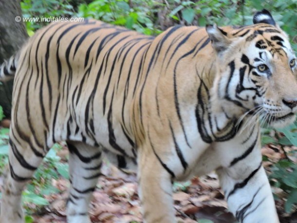 Meeting Munna - Rock Star Tiger At Kanha National Park - Inditales