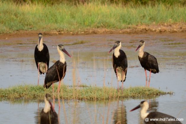 Woolly-necked Stork Flock - Birding In Goa - Inditales