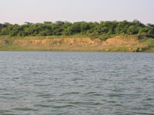 India's cleanest Chambal River – Ecosystem & Ravines - Inditales