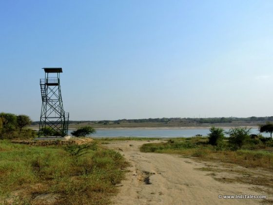 India's cleanest Chambal River – Ecosystem & Ravines - Inditales