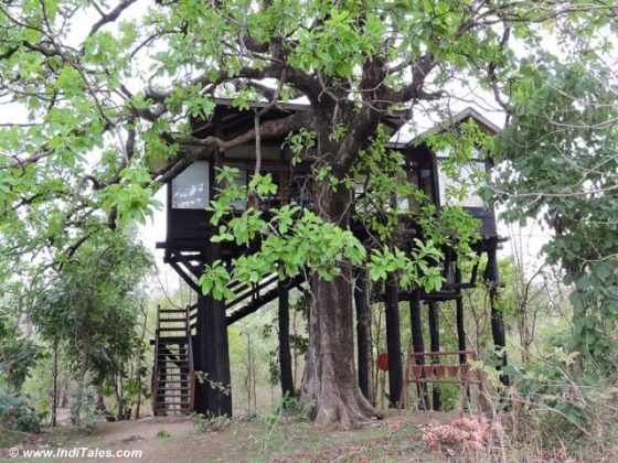 Pench Tree Lodge - Luxury Treehouse Life - Inditales
