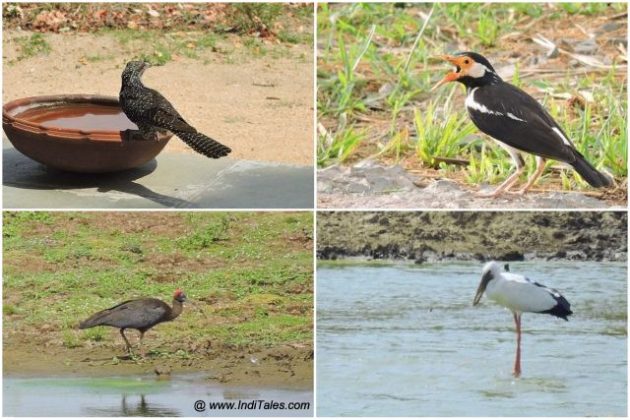 Birds Of Pench National Park, Madhya Pradesh - Bird Photography