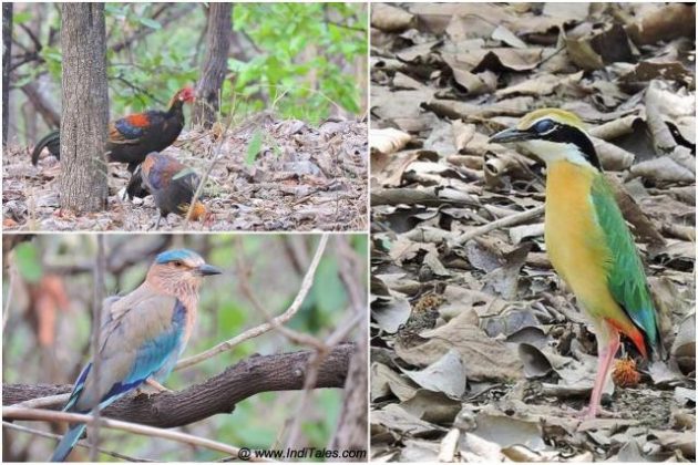 Birds Of Pench National Park, Madhya Pradesh - Bird Photography