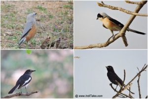 Birds Of Pench National Park, Madhya Pradesh - Bird Photography