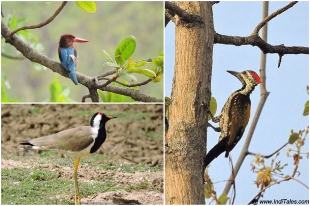 Birds Of Pench National Park, Madhya Pradesh - Bird Photography