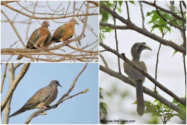 Birds Of Pench National Park, Madhya Pradesh - Bird Photography
