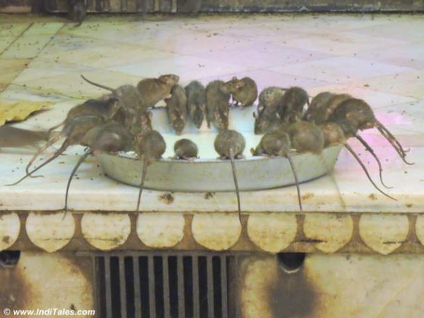 Karni Mata Temple Where Rats Rule, At Bikaner - Inditales