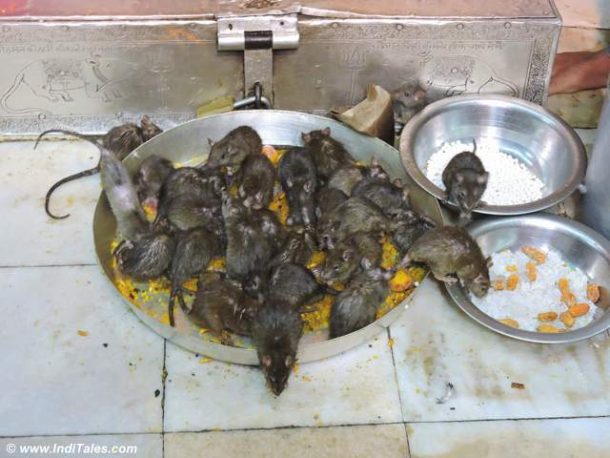 Karni Mata Temple Where Rats Rule, At Bikaner - Inditales