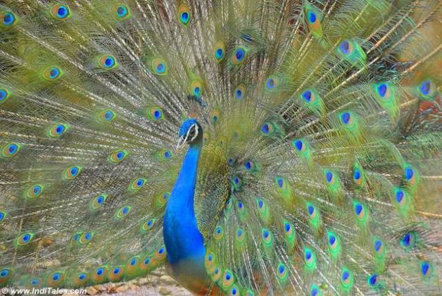 National Symbols Of India - Travel To Discover India - Inditales