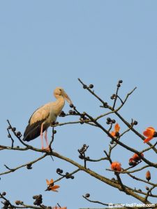Beautiful Birds Of Chitwan National Park, Nepal - Inditales
