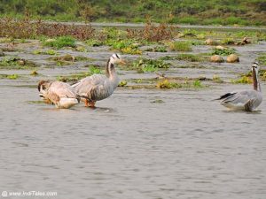 Beautiful Birds Of Chitwan National Park, Nepal - Inditales