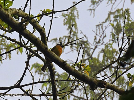 Beautiful Birds Of Chitwan National Park, Nepal - Inditales