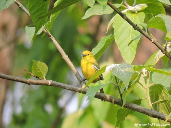 Beautiful Birds Of Chitwan National Park, Nepal - Inditales