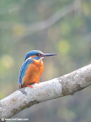 Beautiful Birds Of Chitwan National Park, Nepal - Inditales