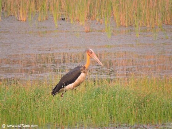 Beautiful Birds Of Chitwan National Park, Nepal - Inditales