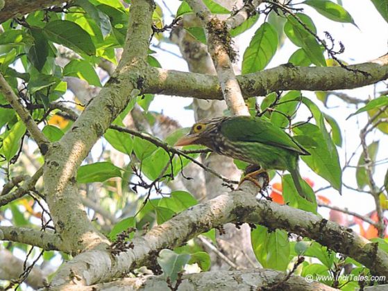 Beautiful Birds Of Chitwan National Park, Nepal - Inditales