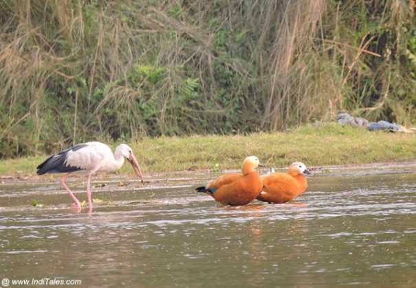 Beautiful Birds Of Chitwan National Park, Nepal - Inditales