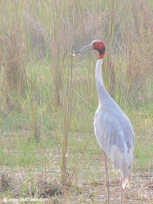 Beautiful Birds Of Chitwan National Park, Nepal - Inditales