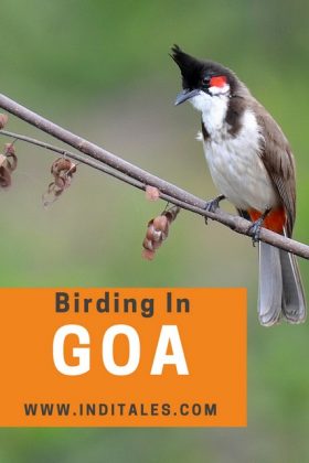15 Best Places For Birding In Goa You Must Explore - Inditales