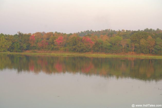 15 Best Places For Birding In Goa You Must Explore - Inditales