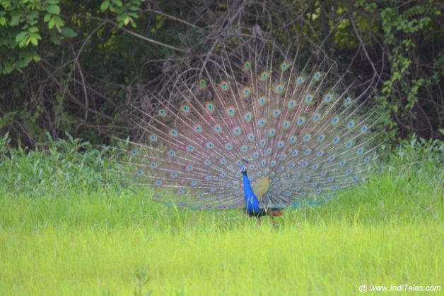 15 Best Places For Birding In Goa You Must Explore - Inditales