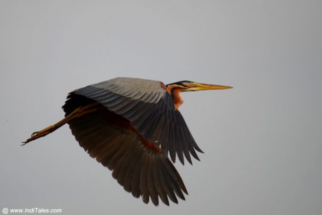 15 Best Places For Birding In Goa You Must Explore - Inditales