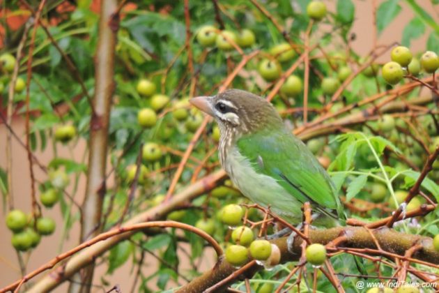 15 Best Places For Birding In Goa You Must Explore - Inditales