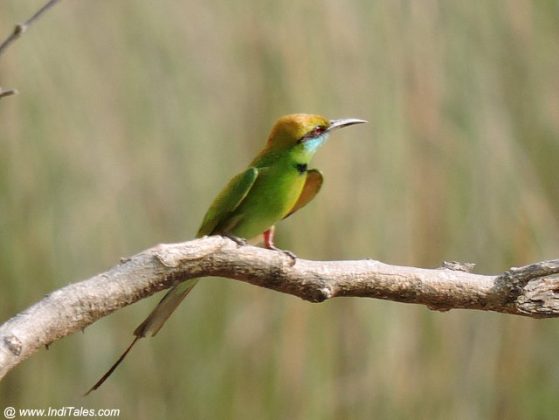 Rajaji National Park – Explore Wildlife At Chilla Reserve - Inditales