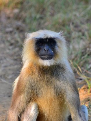 Best Jungle Safari Holidays In National Parks Of India - Inditales