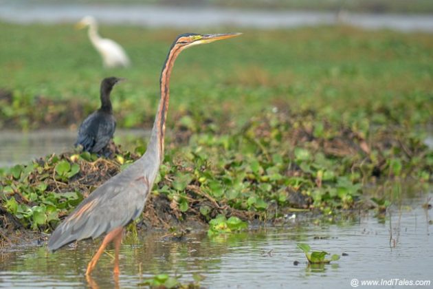 Waterbirds Heaven - Mangalajodi Wetlands Boat Ride In Odisha - Inditales